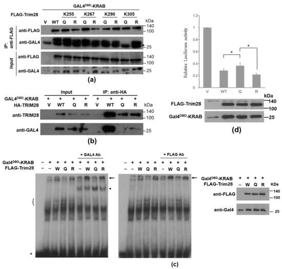 Acetylation-Mimic Mutation of TRIM28-Lys304 to Gln Attenuates the ...