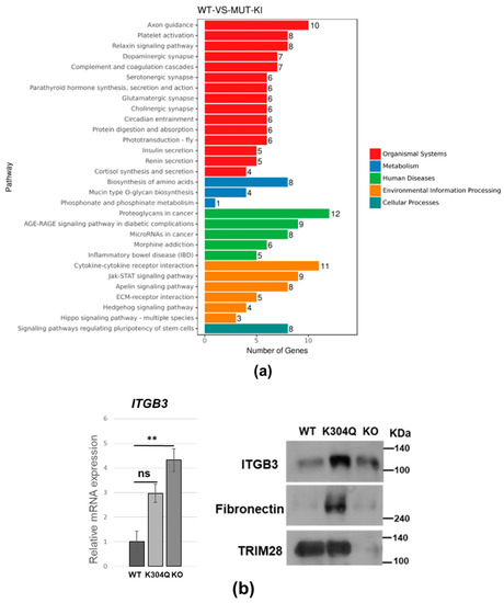 Acetylation-Mimic Mutation of TRIM28-Lys304 to Gln Attenuates the ...