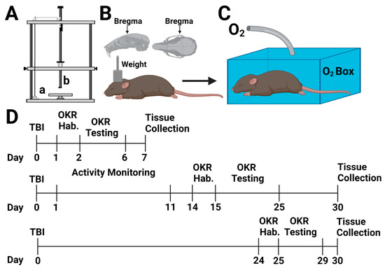 Brief Oxygen Exposure after Traumatic Brain Injury Hastens Recovery and ...