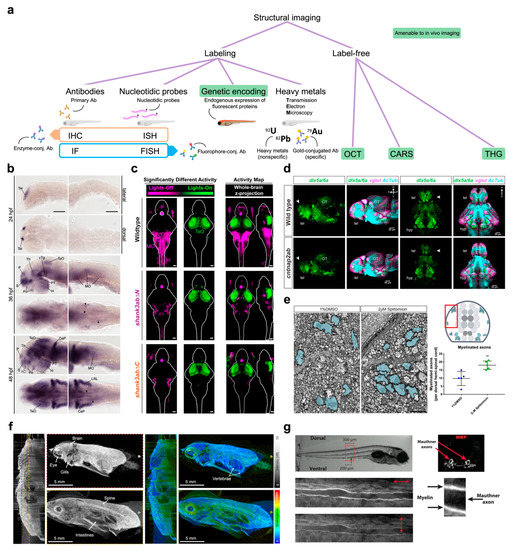 Imaging Approaches to Investigate Pathophysiological Mechanisms of ...