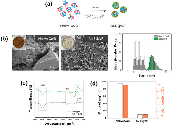 Thermally Stable and Reusable Silica and Nano-Fructosome Encapsulated ...