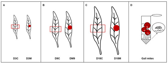 Integrated Transcriptome and Metabolome Dynamic Analysis of Galls ...