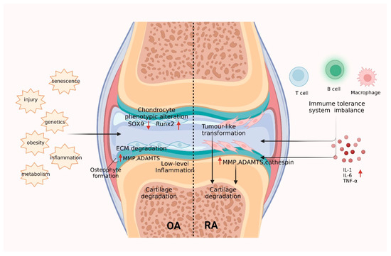 Cartilage-Related Collagens in Osteoarthritis and Rheumatoid Arthritis ...