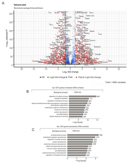 Induction of the Erythroid Differentiation of K562 Cells Is Coupled ...