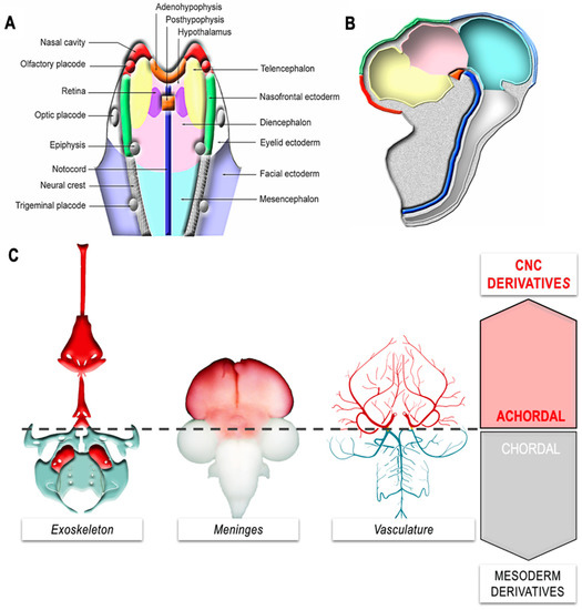 The Emerging Roles of the Cephalic Neural Crest in Brain Development ...