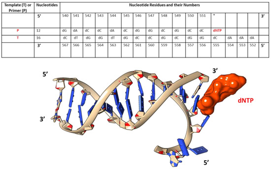 Incorporation of N7-Platinated Guanines into Thermus Aquaticus (Taq ...