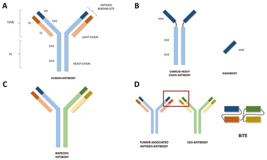 Current Indications and Future Landscape of Bispecific Antibodies for ...
