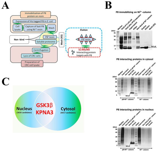 Anti-Cancer Roles of Probiotic-Derived P8 Protein in Colorectal Cancer ...