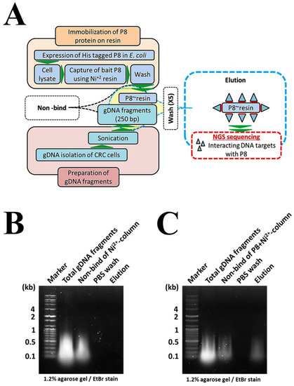 Anti-Cancer Roles of Probiotic-Derived P8 Protein in Colorectal Cancer ...