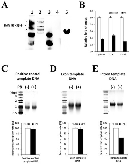 Anti-Cancer Roles of Probiotic-Derived P8 Protein in Colorectal Cancer ...
