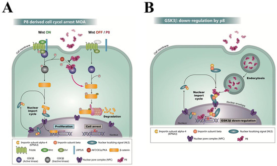 Anti-Cancer Roles of Probiotic-Derived P8 Protein in Colorectal Cancer ...