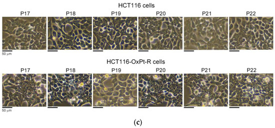 β-Lapachone Exerts Anticancer Effects by Downregulating p53, Lys ...
