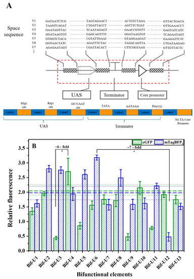 Development of Terminator–Promoter Bifunctional Elements for ...