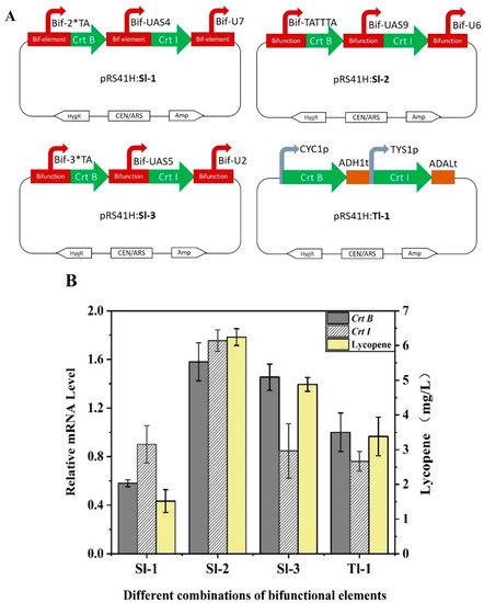 Development of Terminator–Promoter Bifunctional Elements for ...