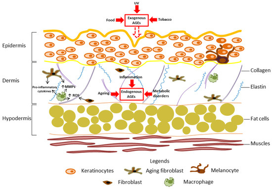 A Role for Advanced Glycation End Products in Molecular Ageing