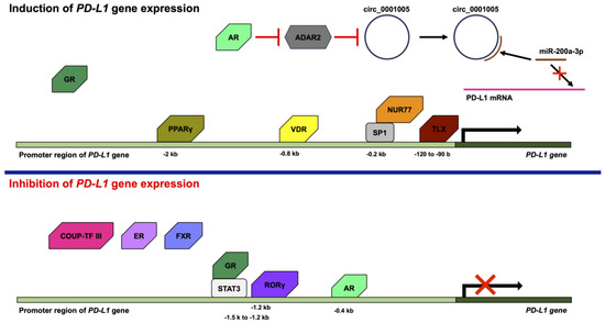 Regulation of PD-L1 Expression by Nuclear Receptors