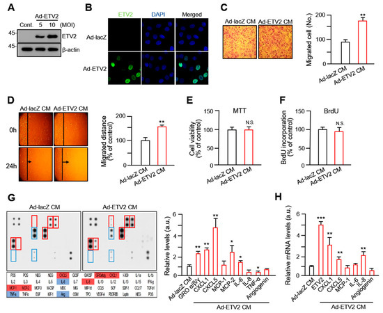 ETV2 Enhances CXCL5 Secretion from Endothelial Cells, Leading to the ...