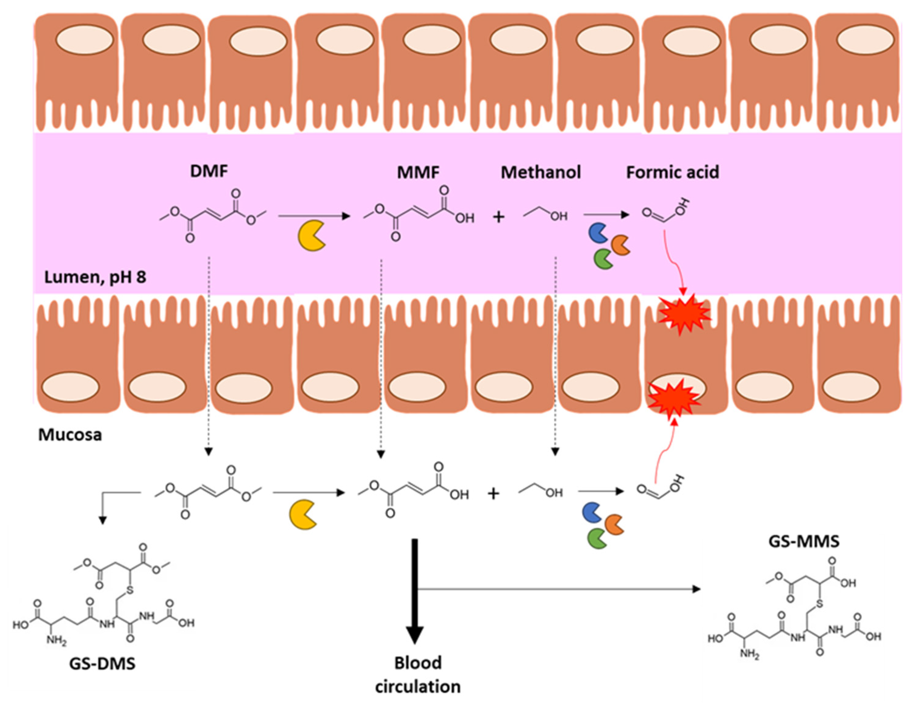 Dimethyl Fumarate and Intestine: From Main Suspect to Potential Ally ...