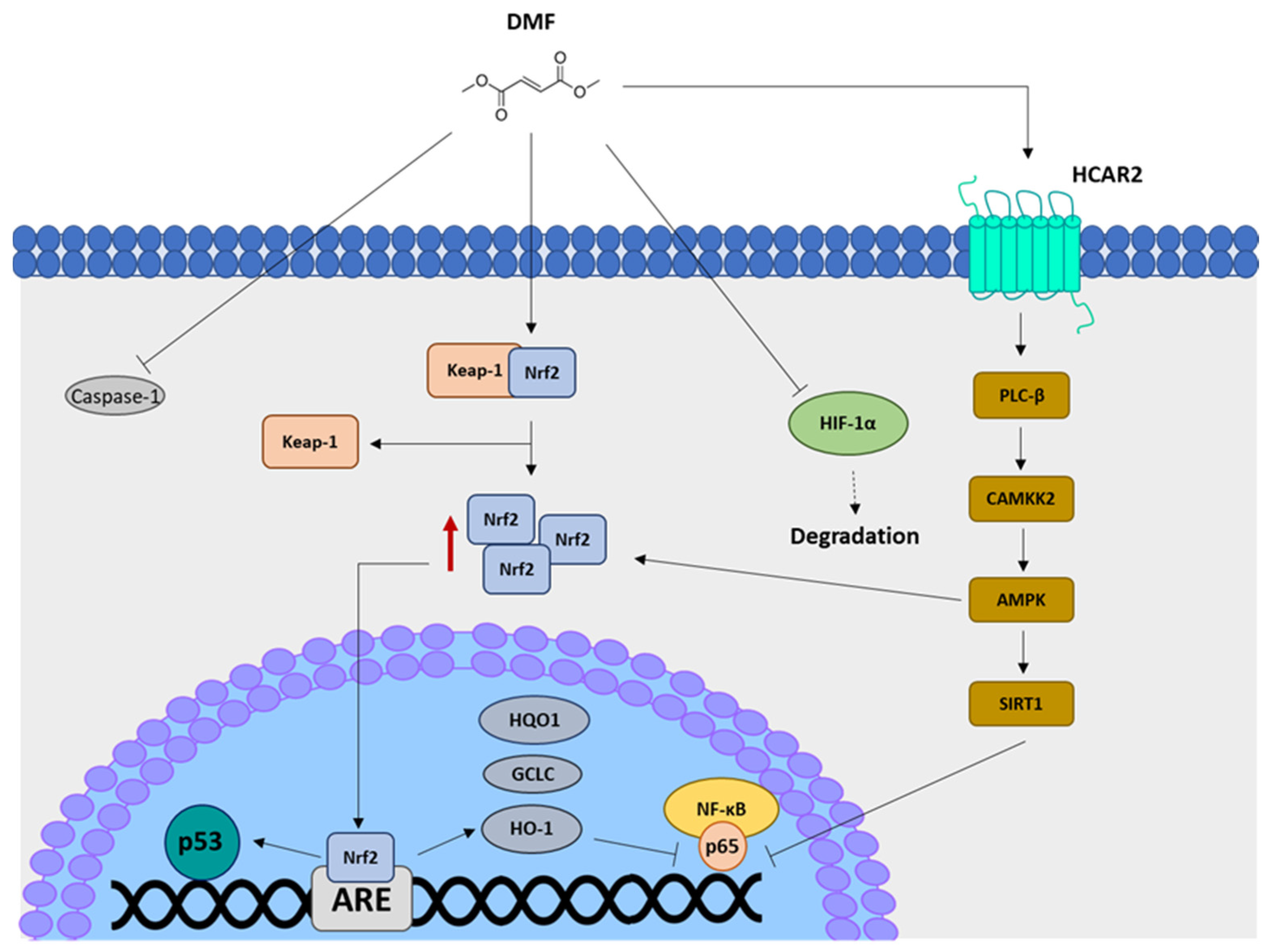 Dimethyl Fumarate and Intestine: From Main Suspect to Potential Ally ...