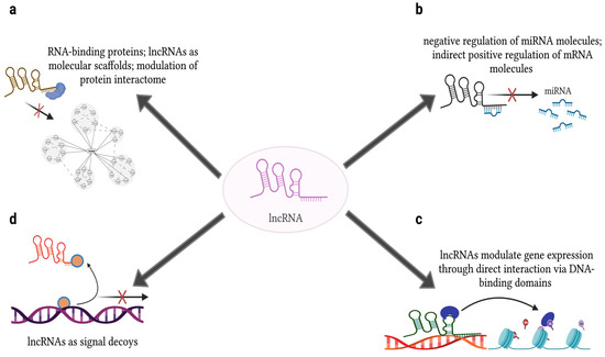 IJMS | Free Full-Text | Interactome of Long Non-Coding RNAs: Transcriptomic Expression Patterns ...