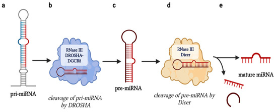 IJMS | Free Full-Text | Interactome of Long Non-Coding RNAs: Transcriptomic Expression Patterns ...