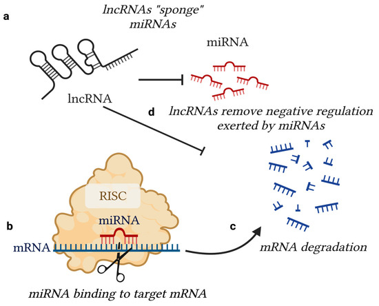 IJMS | Free Full-Text | Interactome of Long Non-Coding RNAs: Transcriptomic Expression Patterns ...