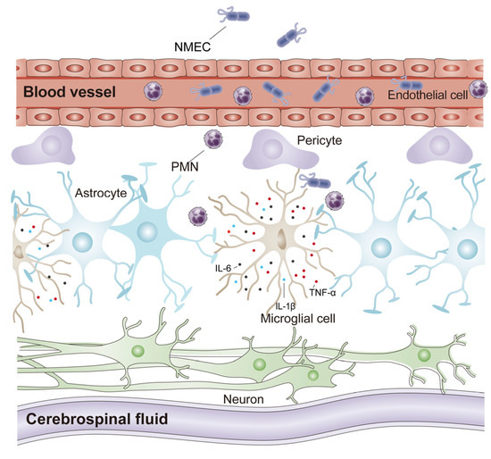 Neonatal Meningitis-Causing Escherichia coli Induces Microglia ...
