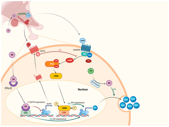 Role of Estrogen and Estrogen Receptor in GH-Secreting Adenomas