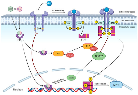 Role of Estrogen and Estrogen Receptor in GH-Secreting Adenomas