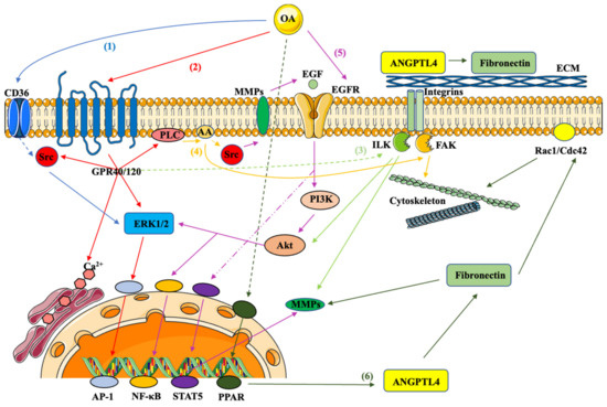 Unveiling the MUFA–Cancer Connection: Insights from Endogenous and ...