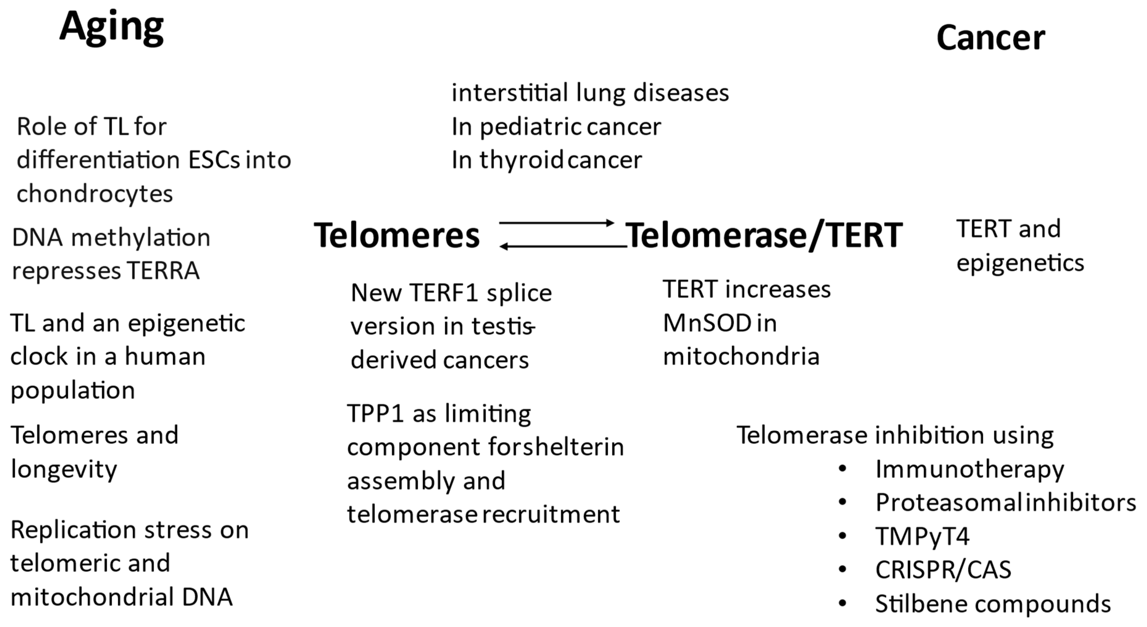 Ijms Free Full Text Role Of Telomeres And Telomerase In Cancer And