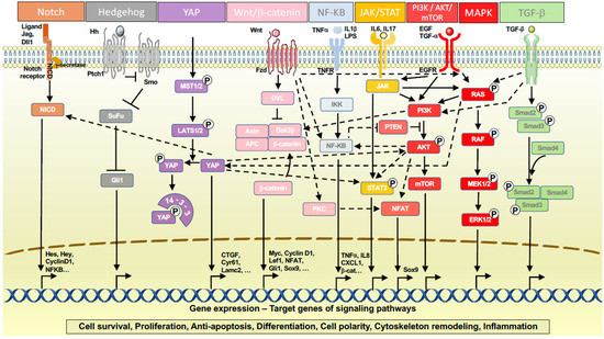 Acinar-to-Ductal Metaplasia (ADM): On the Road to Pancreatic ...