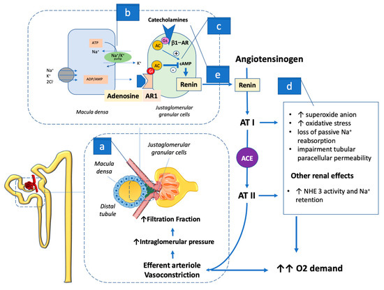 Renal Oxygen Demand and Nephron Function: Is Glucose a Friend or Foe?