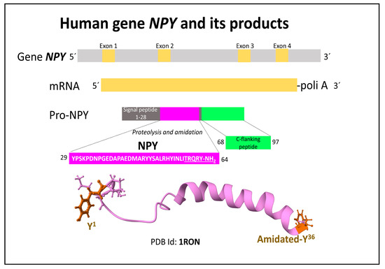 Neuropeptide Y Peptide Family and Cancer: Antitumor Therapeutic Strategies