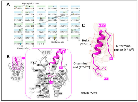Neuropeptide Y Peptide Family and Cancer: Antitumor Therapeutic Strategies