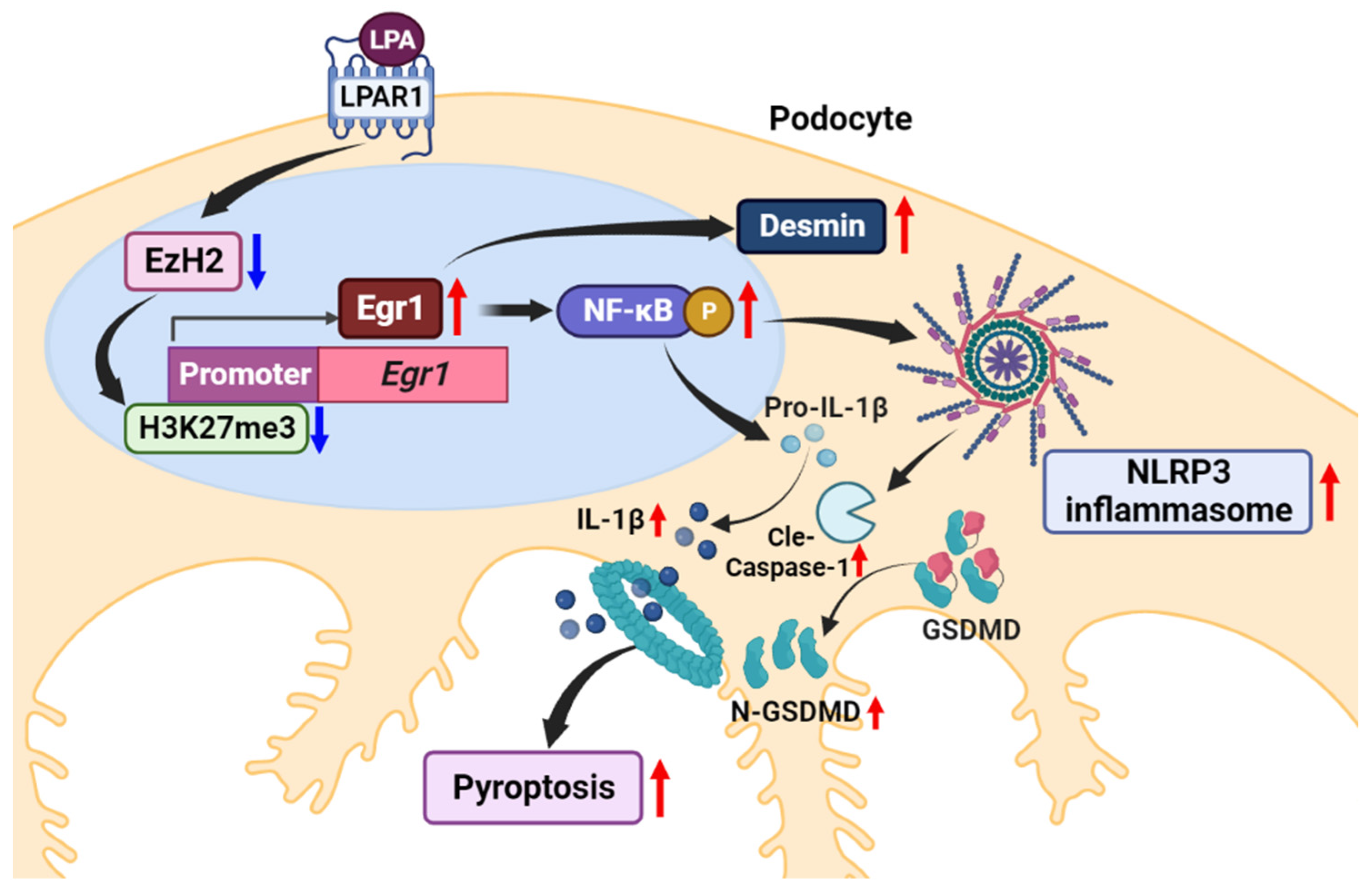 Lysophosphatidic Acid Induces Podocyte Pyroptosis in Diabetic Nephropathy by an Increase of Egr1 ...
