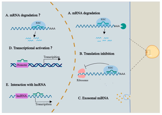 Ijms Free Full Text Non Coding Rnas And Adipogenesis