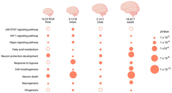 IJMS | Free Full-Text | REST Targets JAK–STAT and HIF-1 Signaling ...