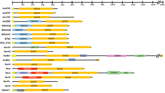 Gut Microbial Sialidases and Their Role in the Metabolism of Human Milk ...