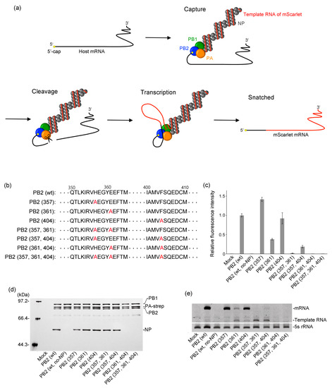 RNA Overwriting of Cellular mRNA by Cas13b-Directed RNA-Dependent RNA ...