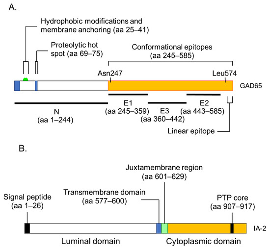 Anti-Islet Autoantibodies in Type 1 Diabetes