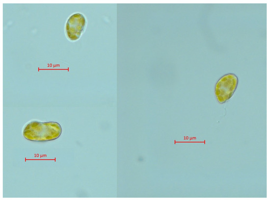 Toxicity and Biotransformation of Carbon-Based Nanomaterials in Marine ...
