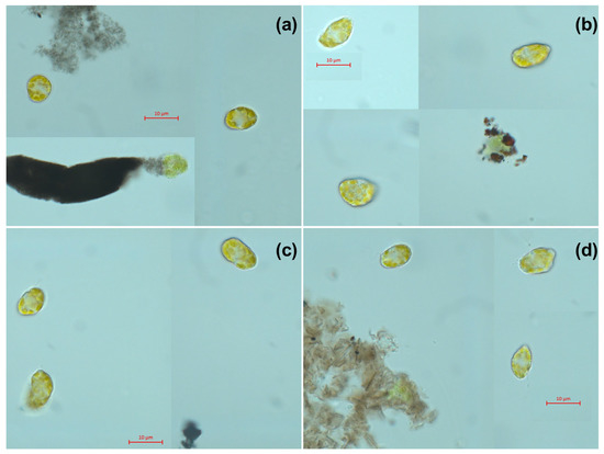 Toxicity and Biotransformation of Carbon-Based Nanomaterials in Marine ...