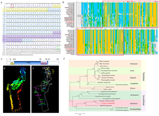 The Effect of Prohibitins on Mitochondrial Function during Octopus ...