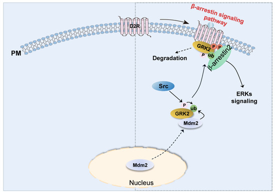 Ubiquitination of GRK2 Is Required for the β-Arrestin-Biased Signaling Pathway of Dopamine D2 ...