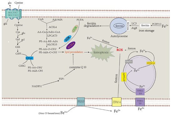 Mitochondrial Regulation of Ferroptosis in Cancer Therapy