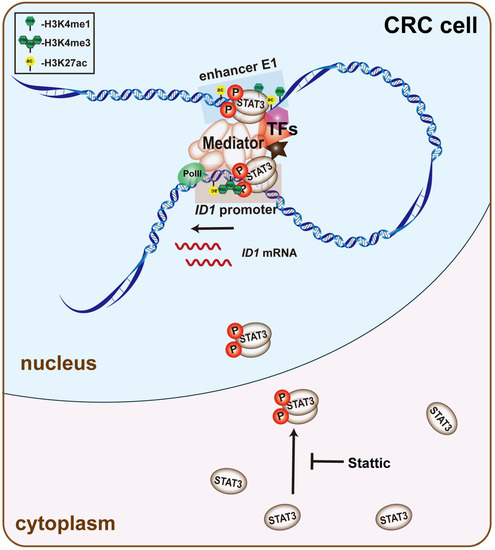 STAT3-Mediated Promoter-Enhancer Interaction Up-Regulates Inhibitor of ...
