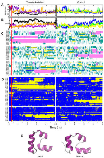 A Study of a Protein-Folding Machine: Transient Rotation of the ...