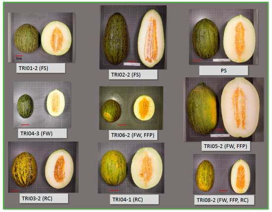 A Novel Introgression Line Library Derived from a Wild Melon Gives ...