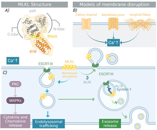The Many Faces of MLKL, the Executor of Necroptosis